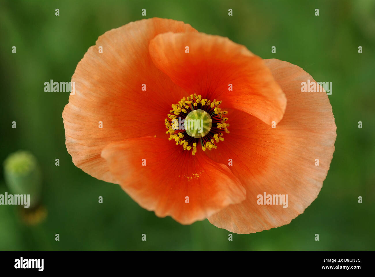 Fluf hi-res stock photography and images - Alamy