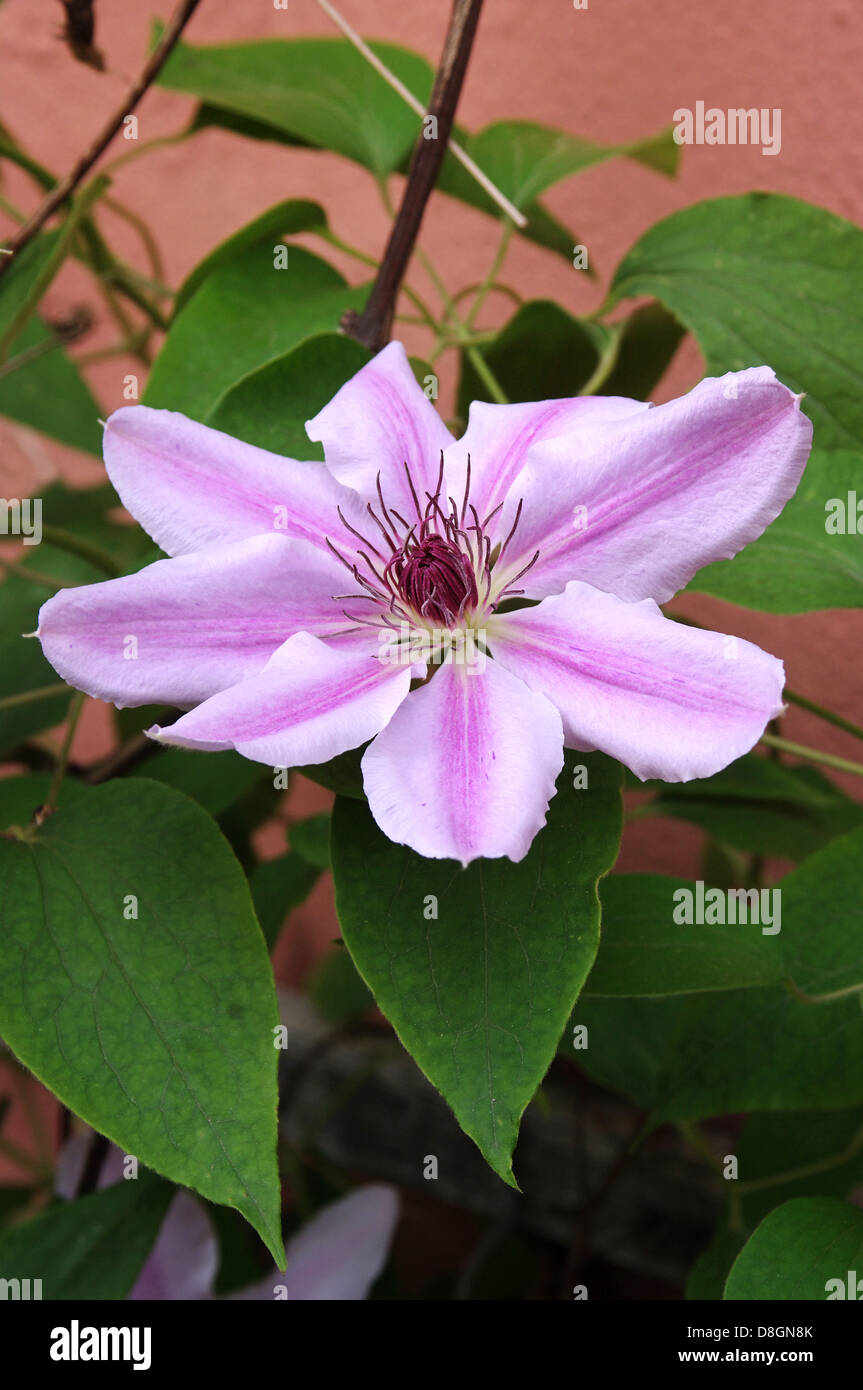 Clematis blume hi-res stock photography and images - Alamy