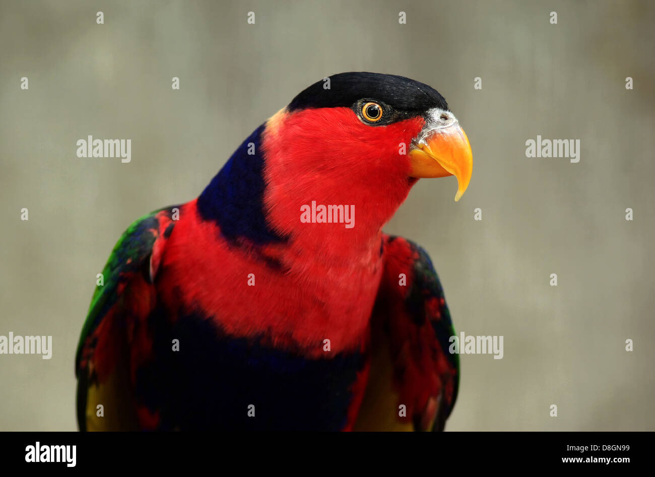Black cap lory hi-res stock photography and images - Alamy