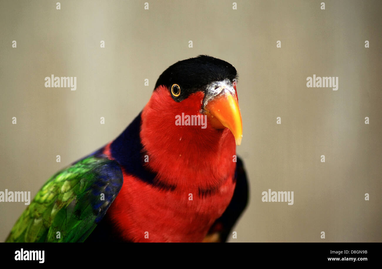 Black cap lory hi-res stock photography and images - Alamy