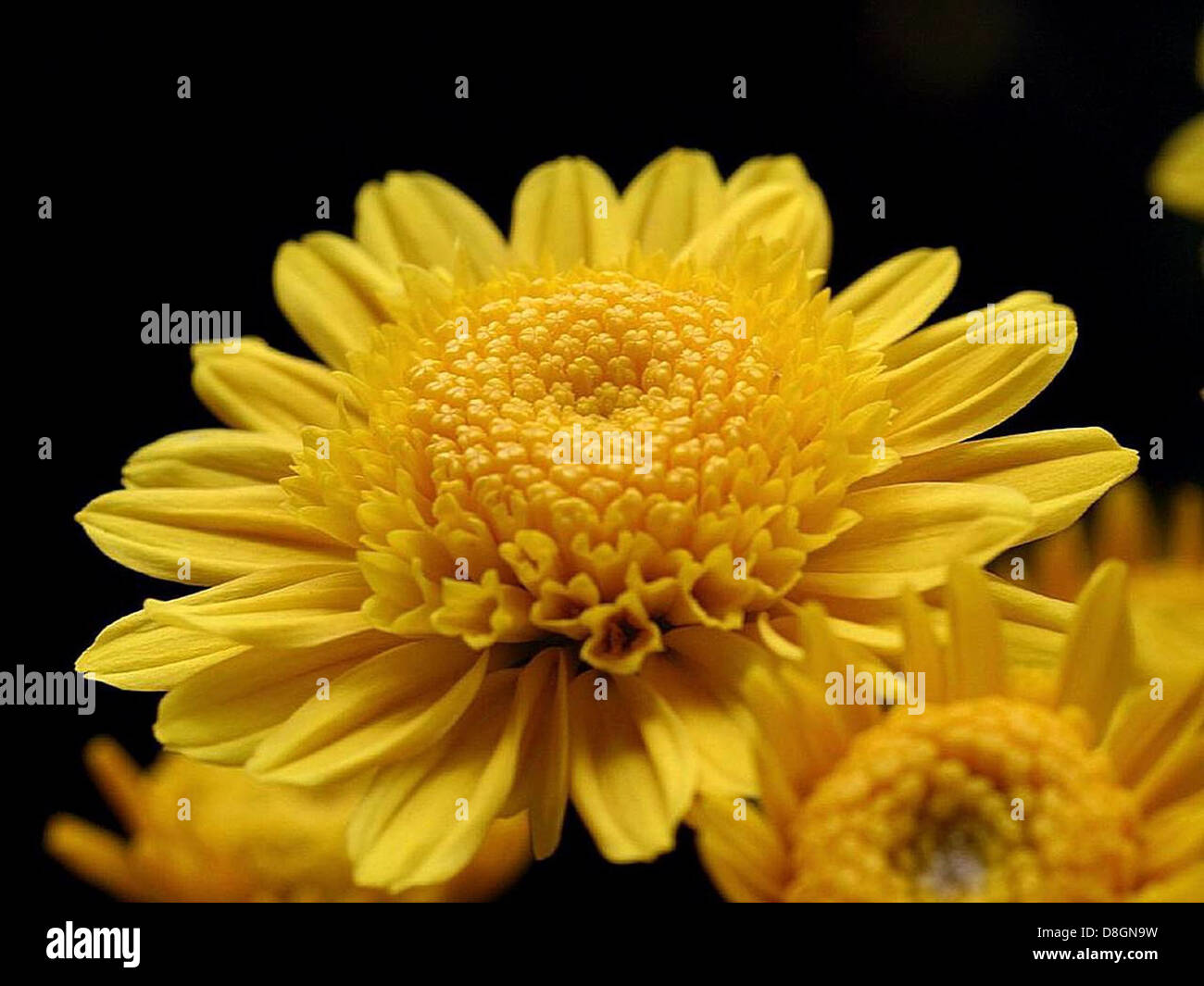 A large bunch of bright yellow mums, known for their vibrant color and ...