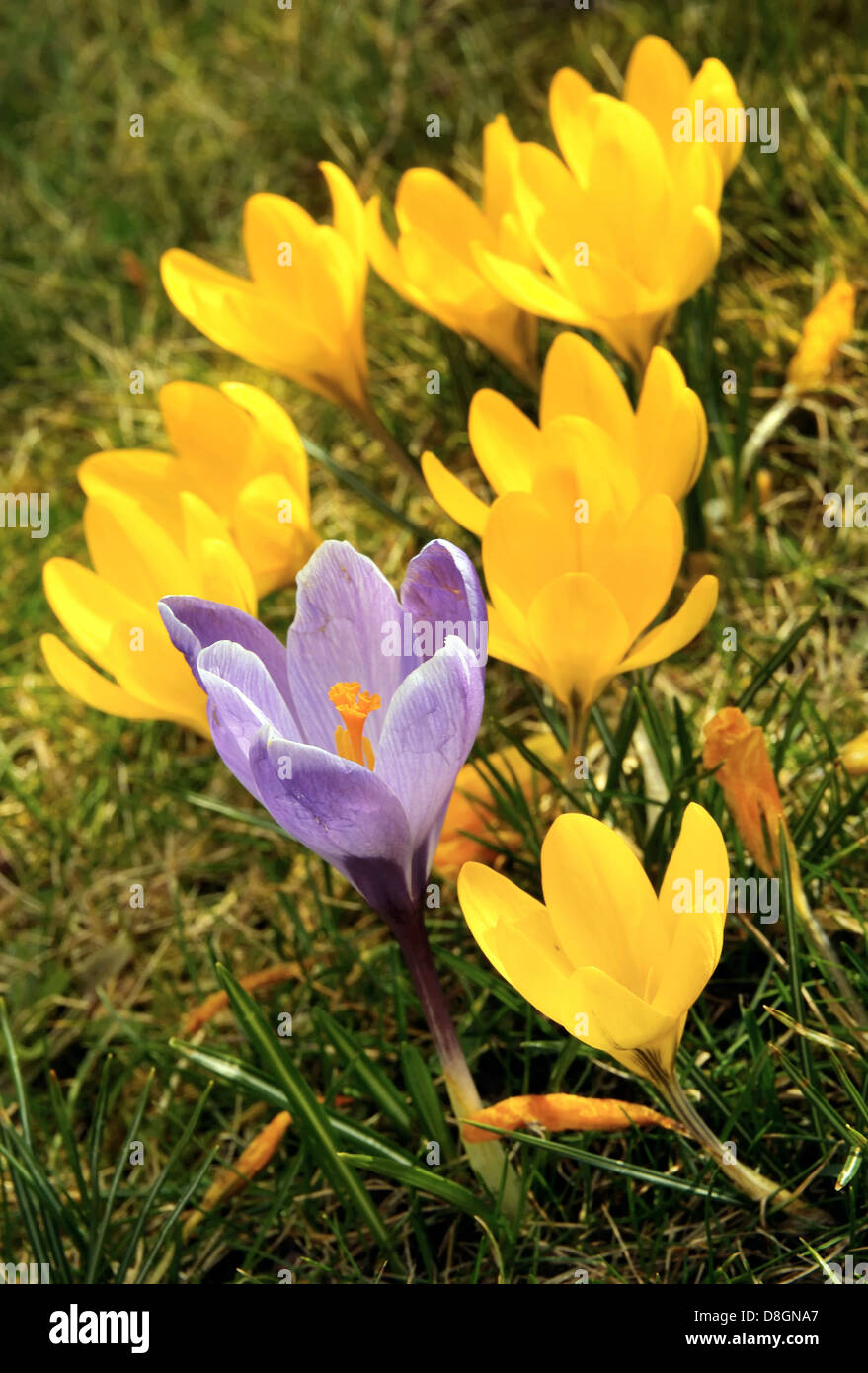 Blumen special hi-res stock photography and images - Alamy