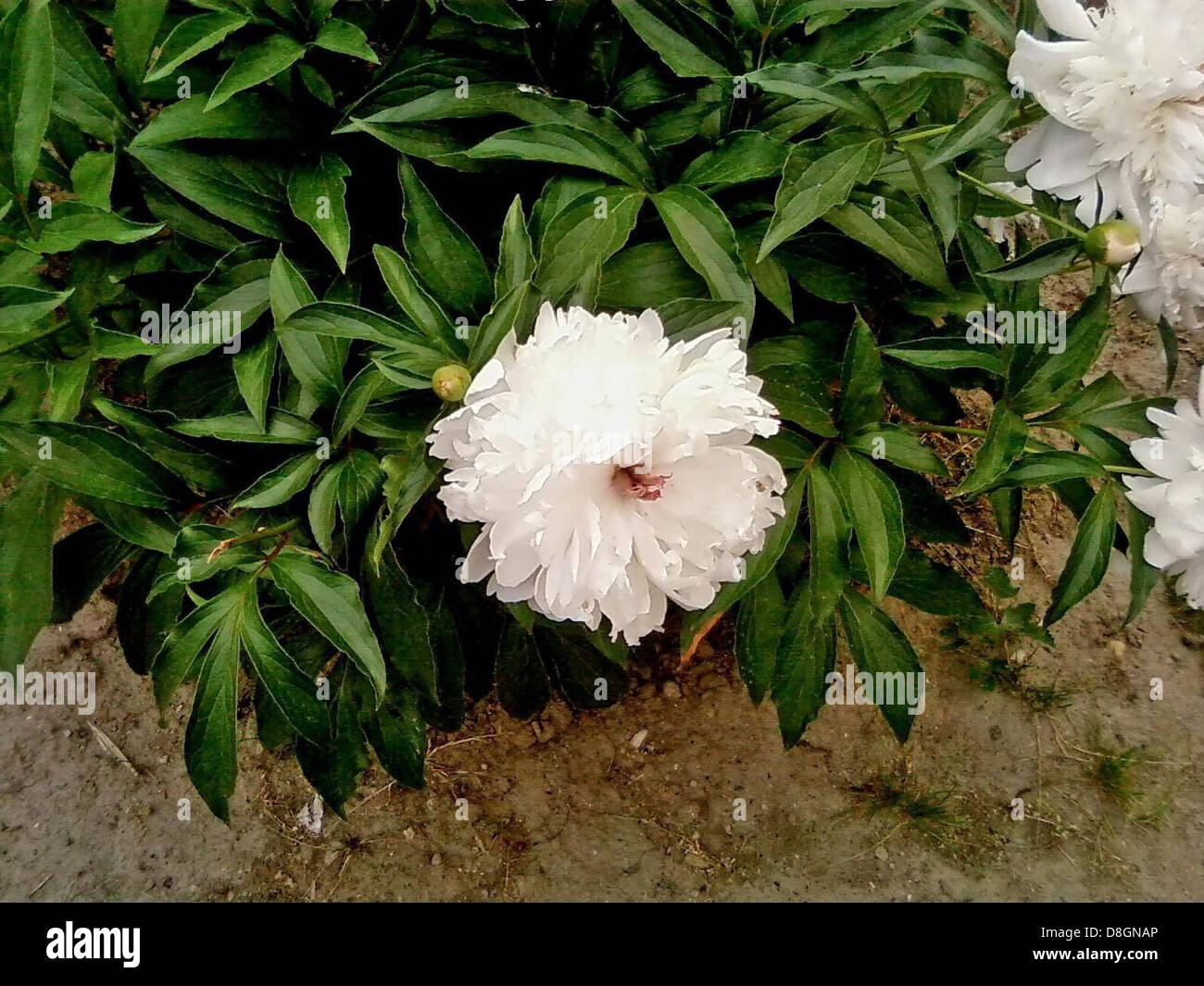 Peonies in full bloom hi-res stock photography and images - Alamy
