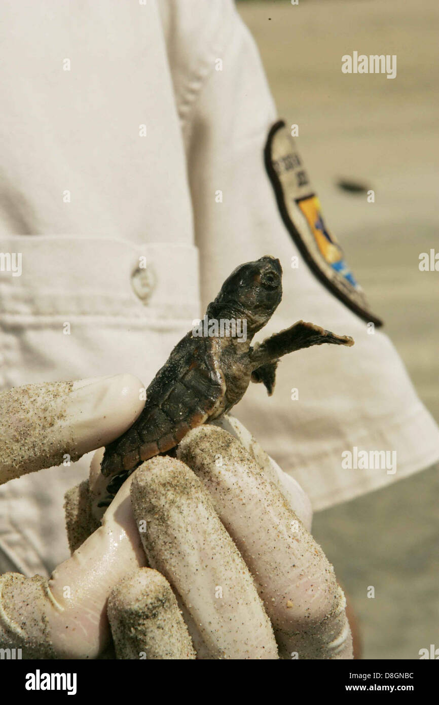 A biologist holds a newly hatched sea turtle, ready to be released into ...