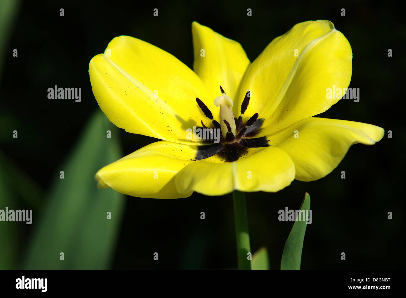 Tulip tulpe hi-res stock photography and images - Alamy