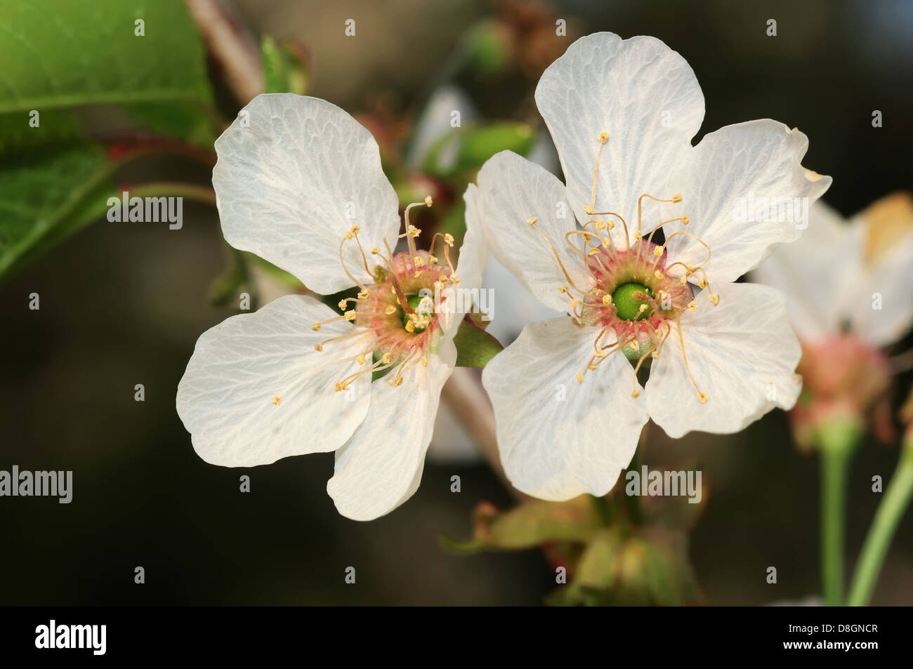 Cherry bl hi-res stock photography and images - Alamy