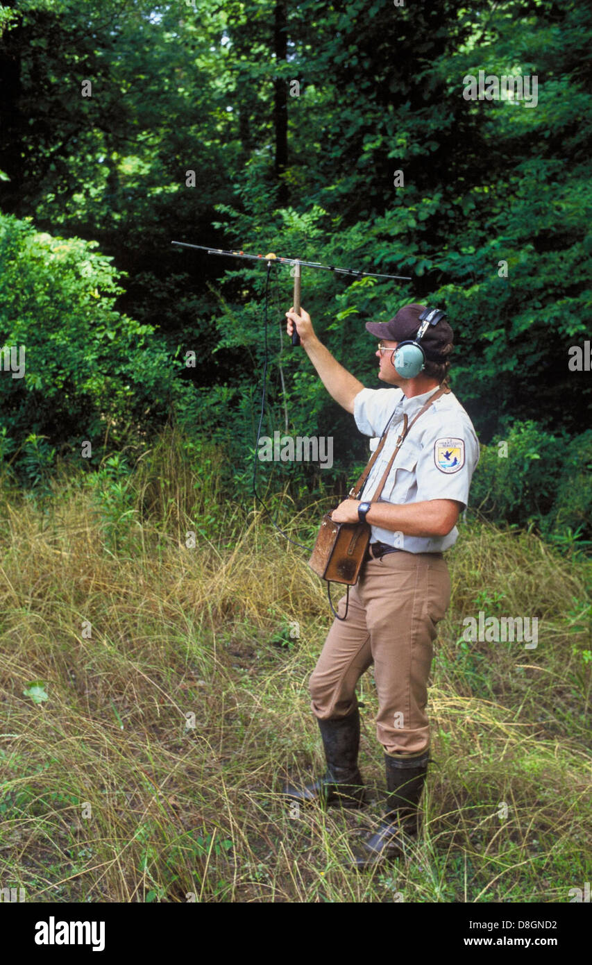 A biologist in the field, tracking a Louisiana black bear in its ...