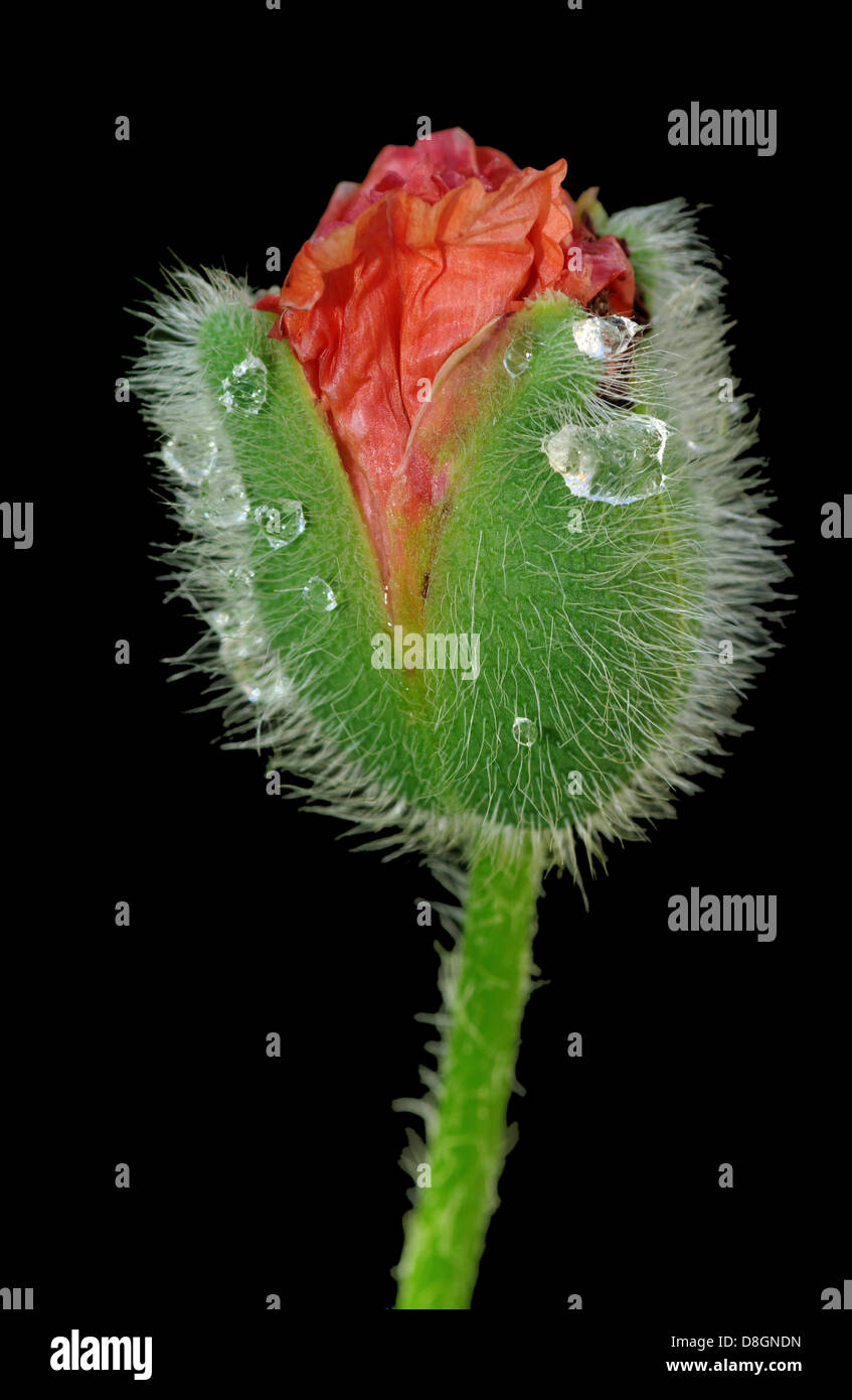 Bubble poppy hi-res stock photography and images - Alamy