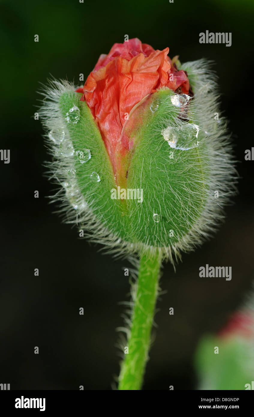 Bubble poppy hi-res stock photography and images - Alamy