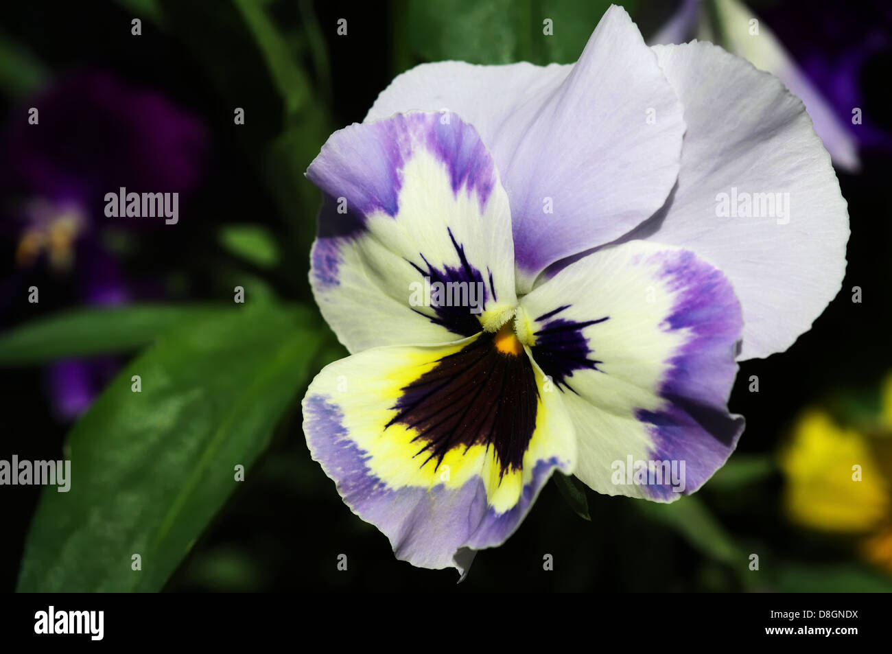 Viola color hi-res stock photography and images - Alamy