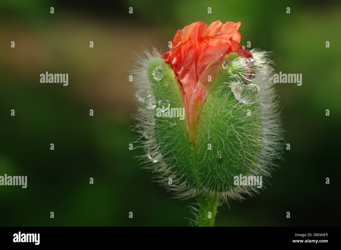 Bubble poppy hi-res stock photography and images - Alamy