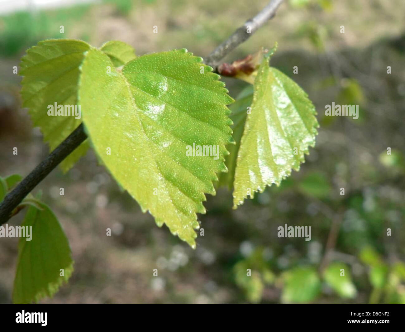 This image features green birch leaves, showcasing their vibrant color ...