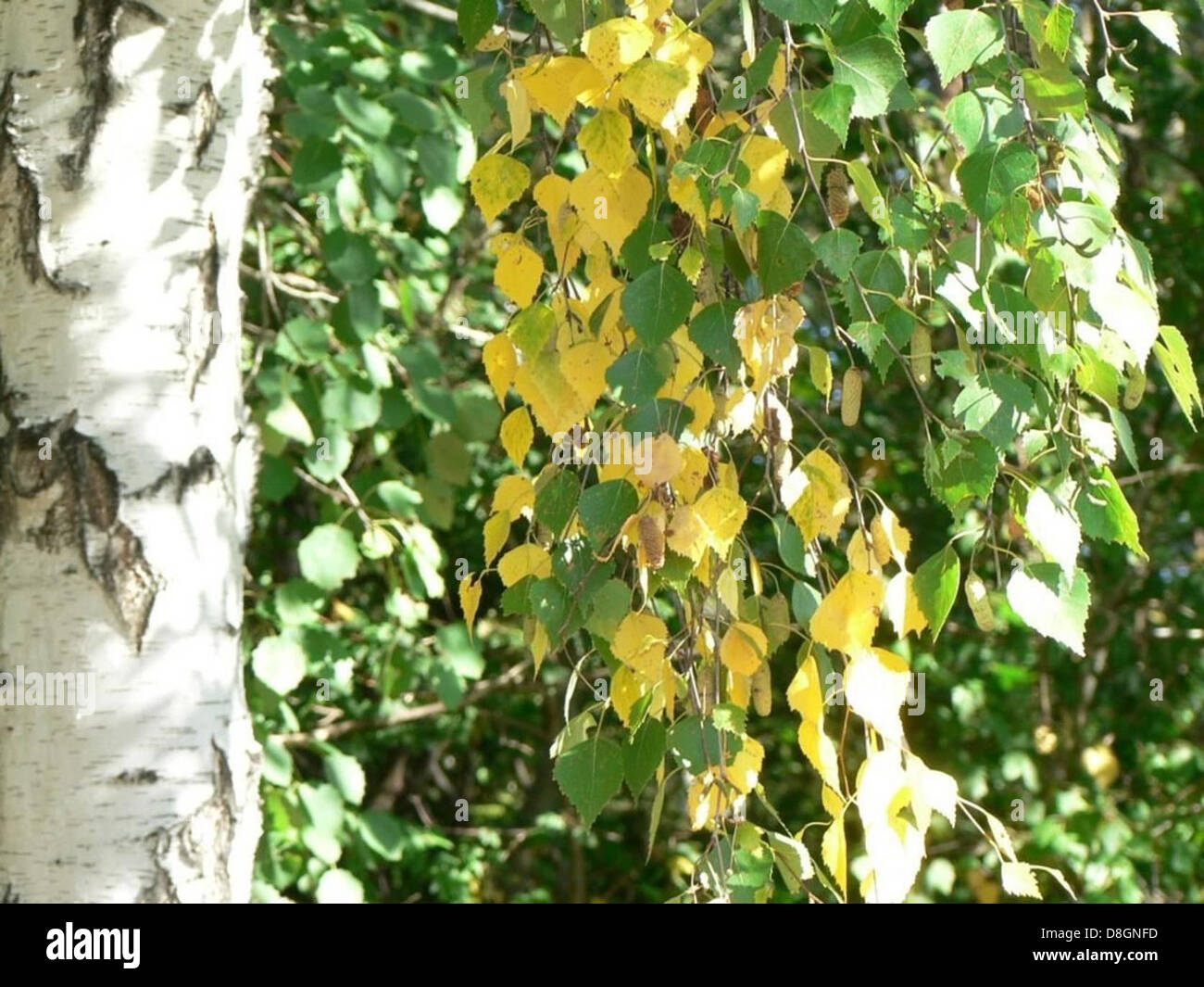Birch tree leaves are shown illuminated by sunlight, casting delicate ...