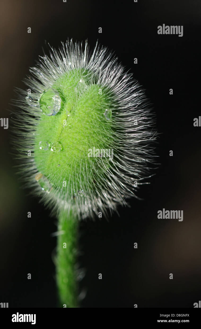 Bubble poppy hi-res stock photography and images - Alamy