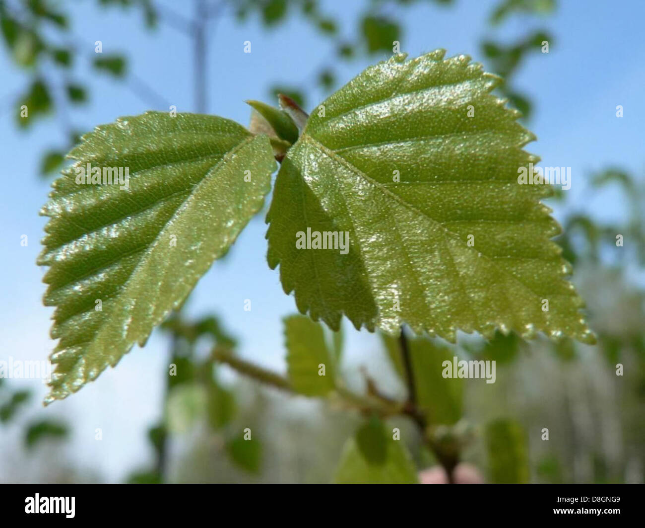 Oval shape in nature hi-res stock photography and images - Alamy