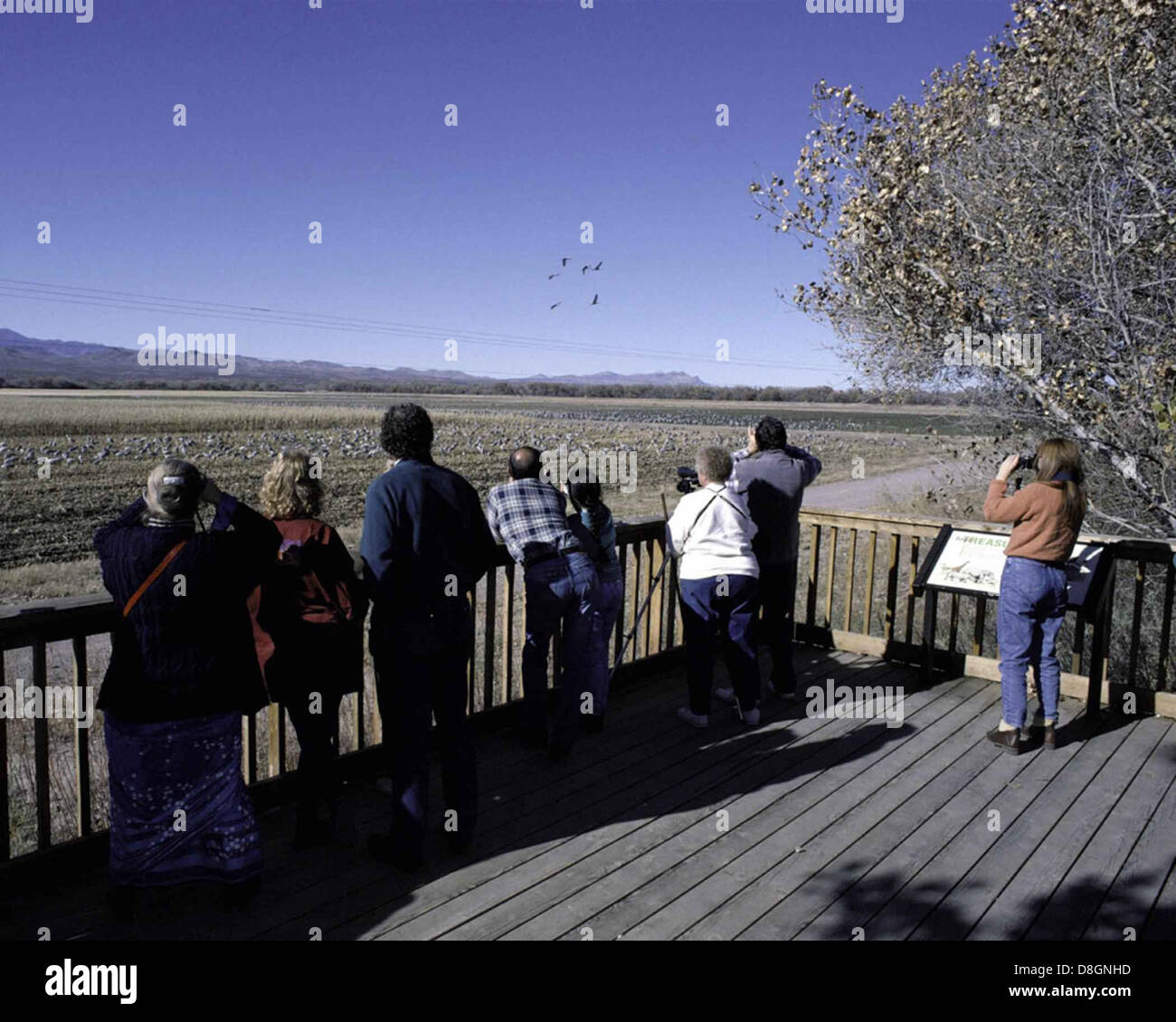 Birdwatchers on a deck, using binoculars and cameras, observe birds in ...