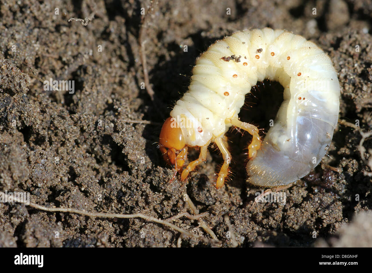 Cockchafer grub hi-res stock photography and images - Alamy