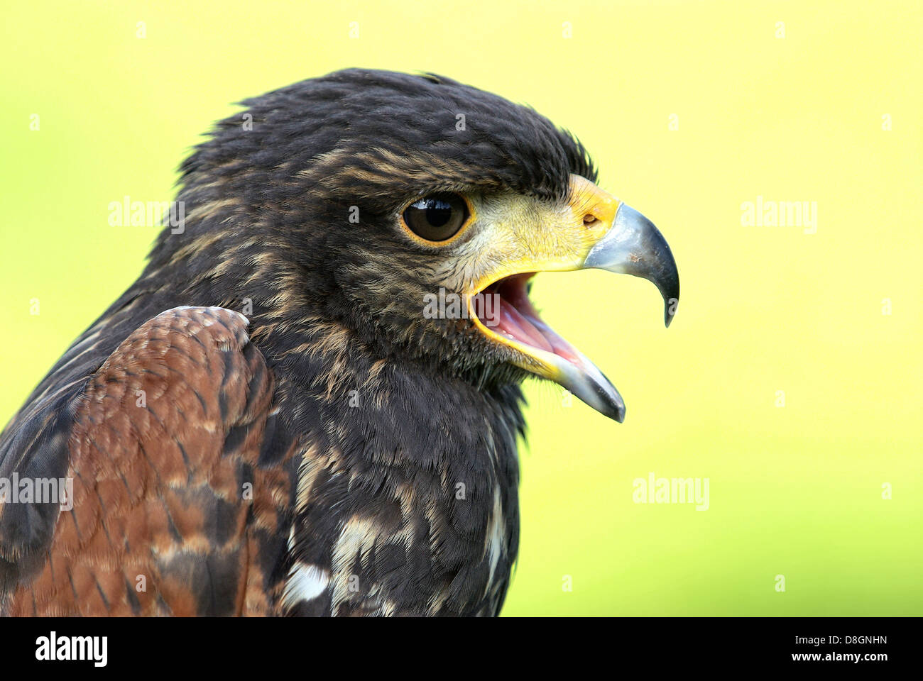 Harris hawk hi-res stock photography and images - Alamy
