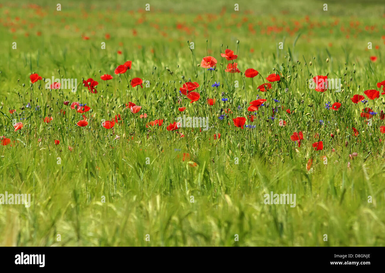 Korn mohn gerstenfeld hi-res stock photography and images - Alamy