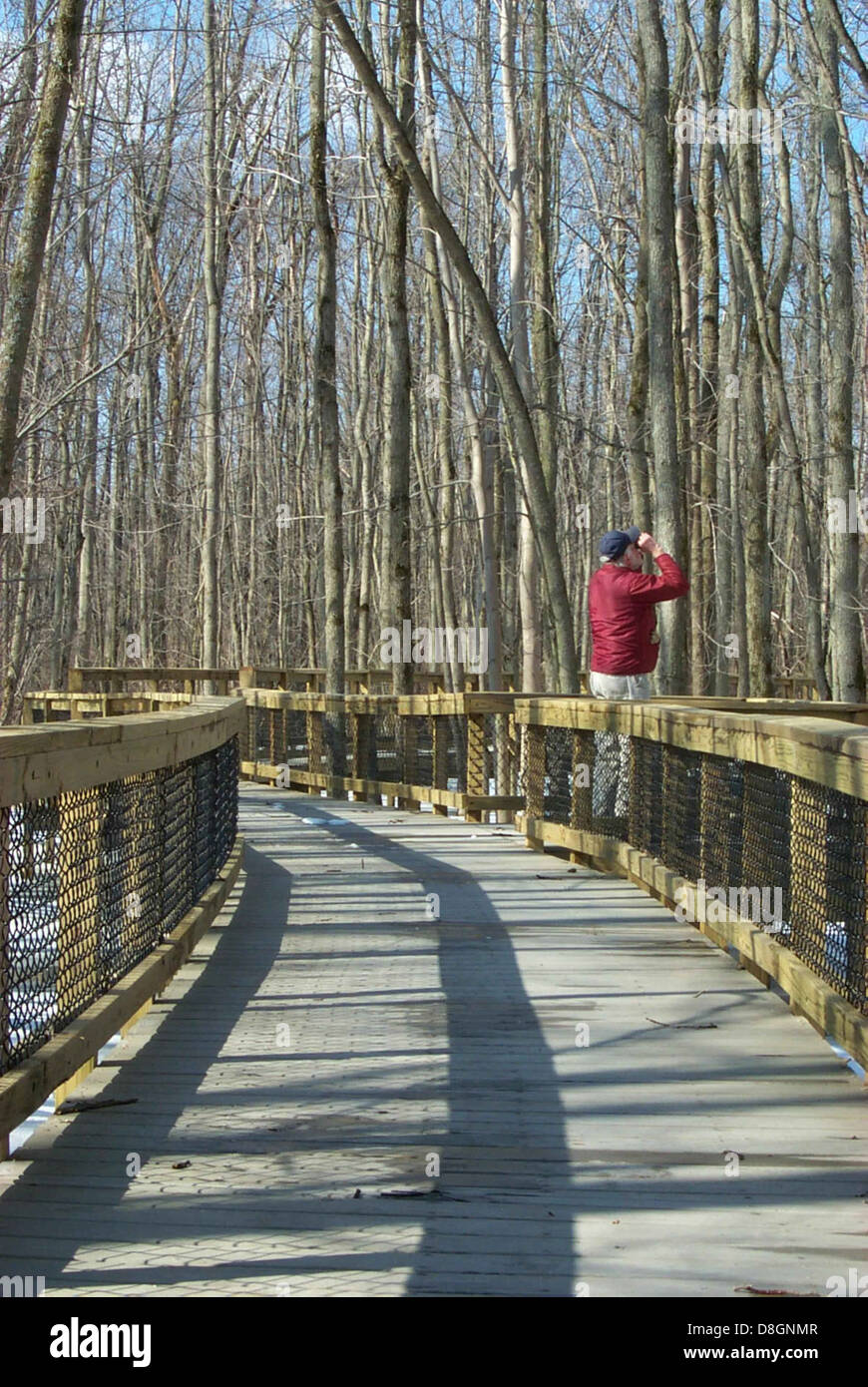 A bird watcher focuses on a distant bird through binoculars in a ...