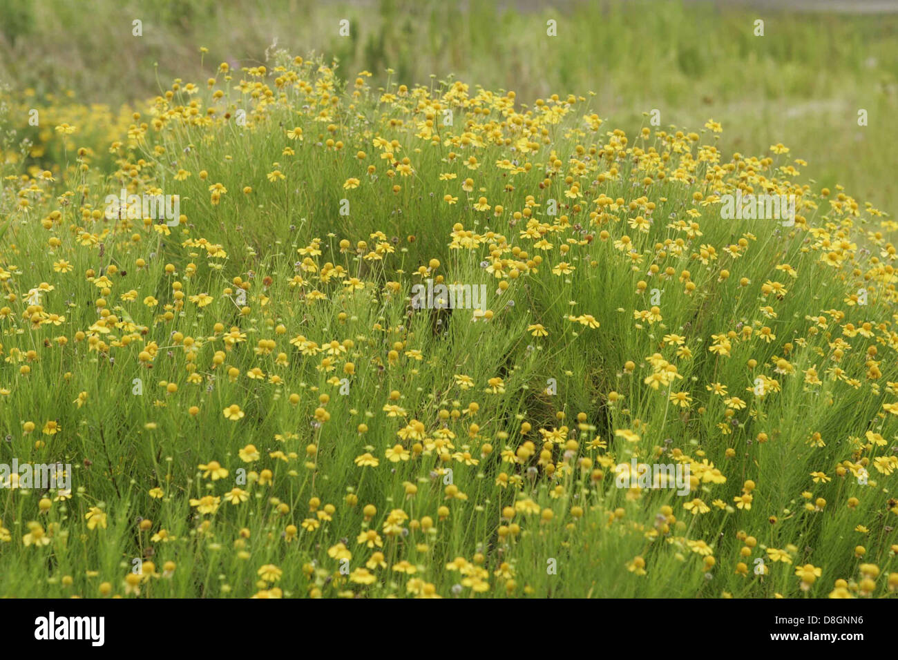 Bitter sneezeweed, a flowering plant, blooms in a field during summer ...