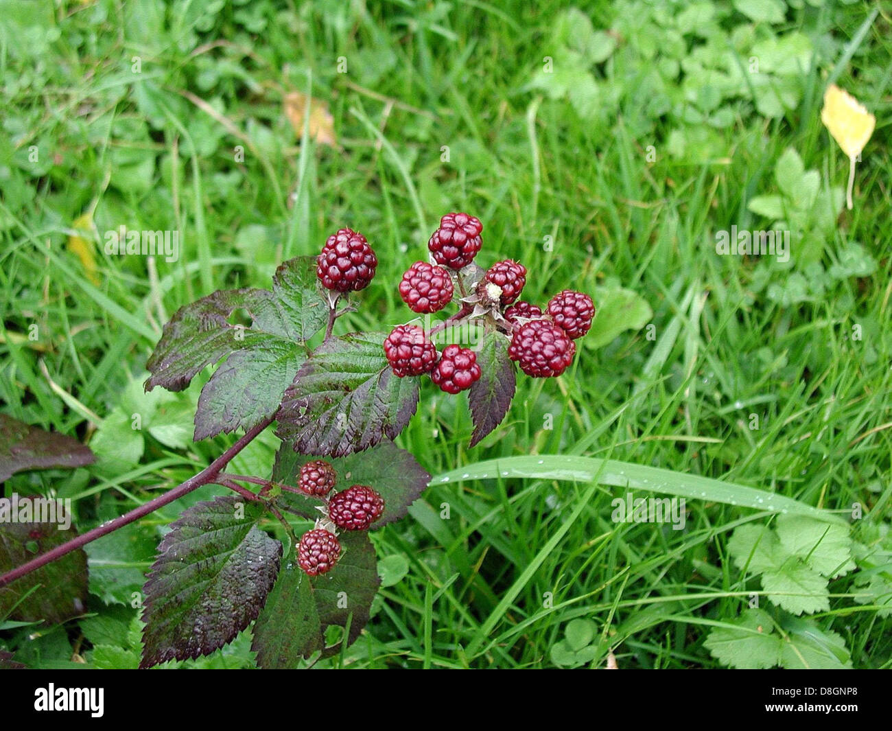 Wild blackberries growing in a forest environment. These berries thrive ...