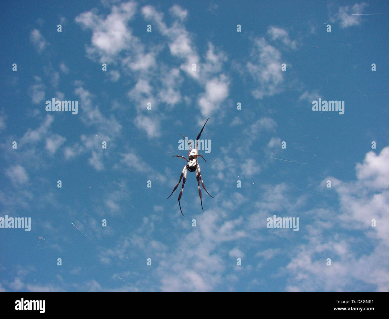 A close-up of a black and white spider, showing its intricate body ...