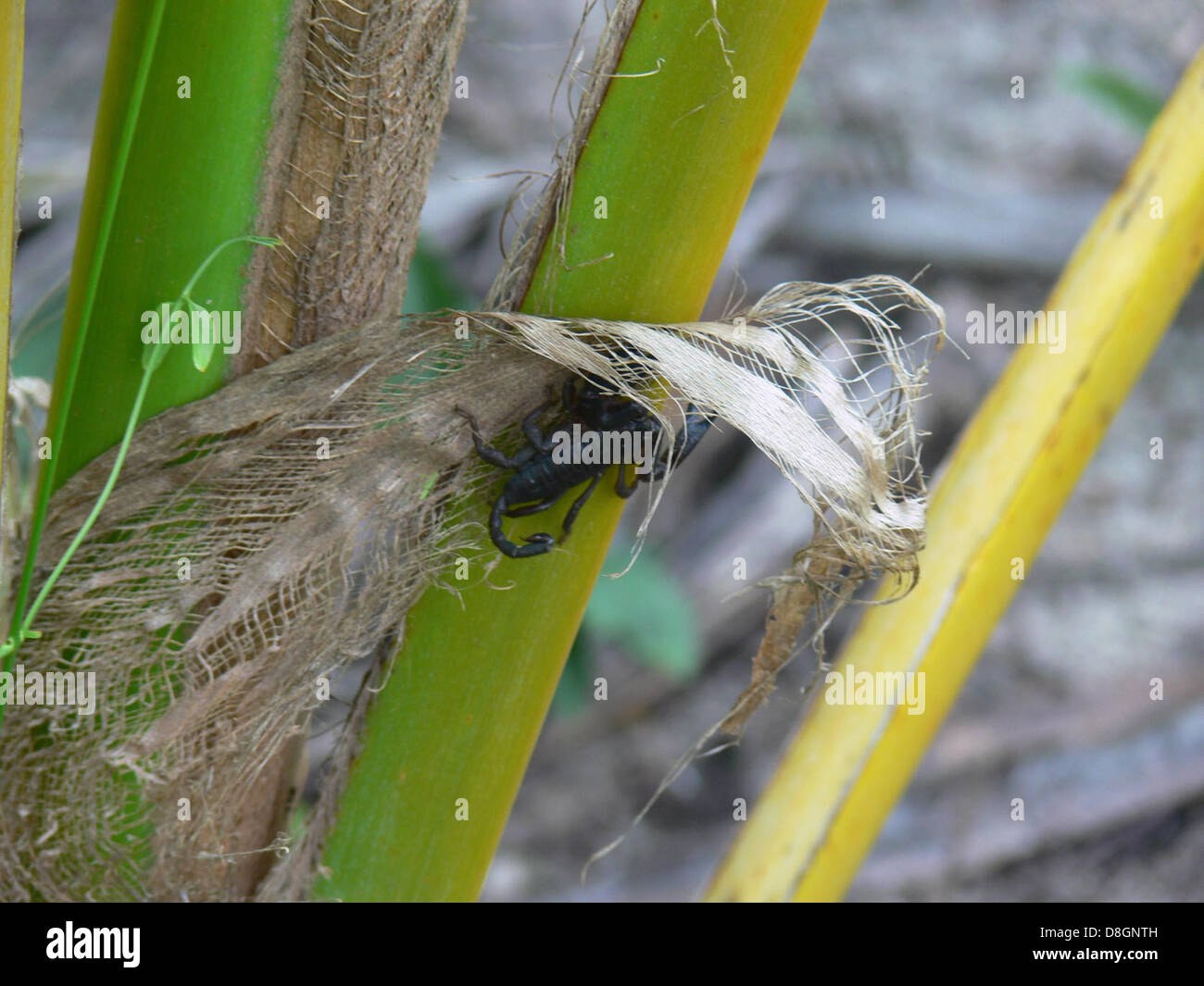 Scorpion pincers up close hi-res stock photography and images - Alamy