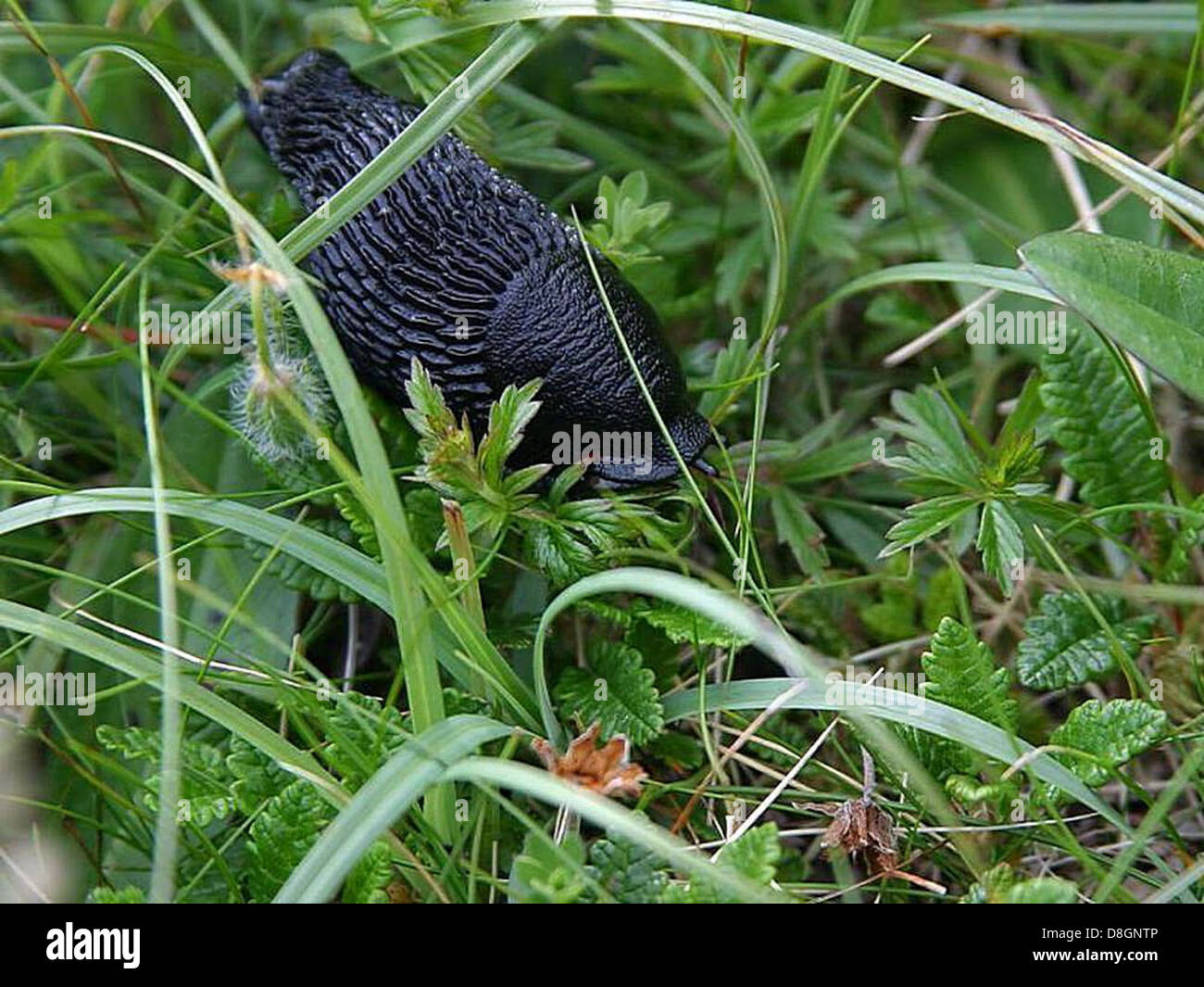 A black slug moving through grass. This image captures the slimy, soft ...