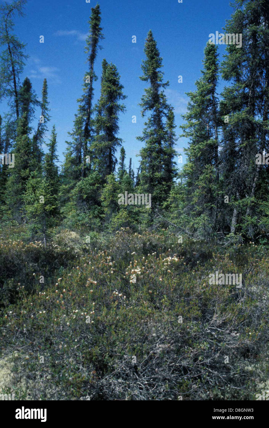 A dense black spruce forest featuring ledum plants, common in the cold ...