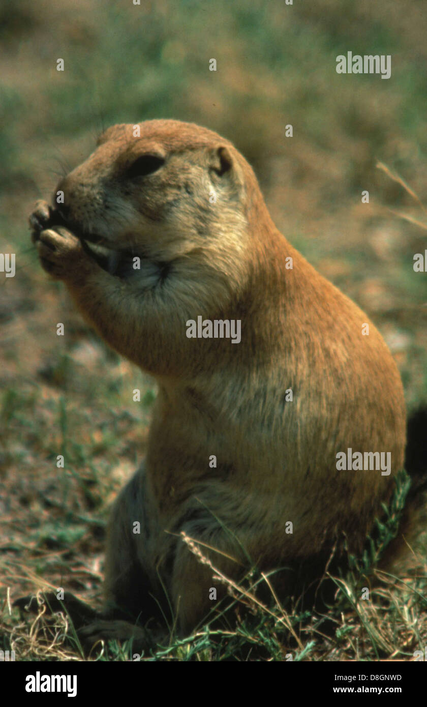 A black-tailed prairie dog is pictured feeding in its natural habitat ...