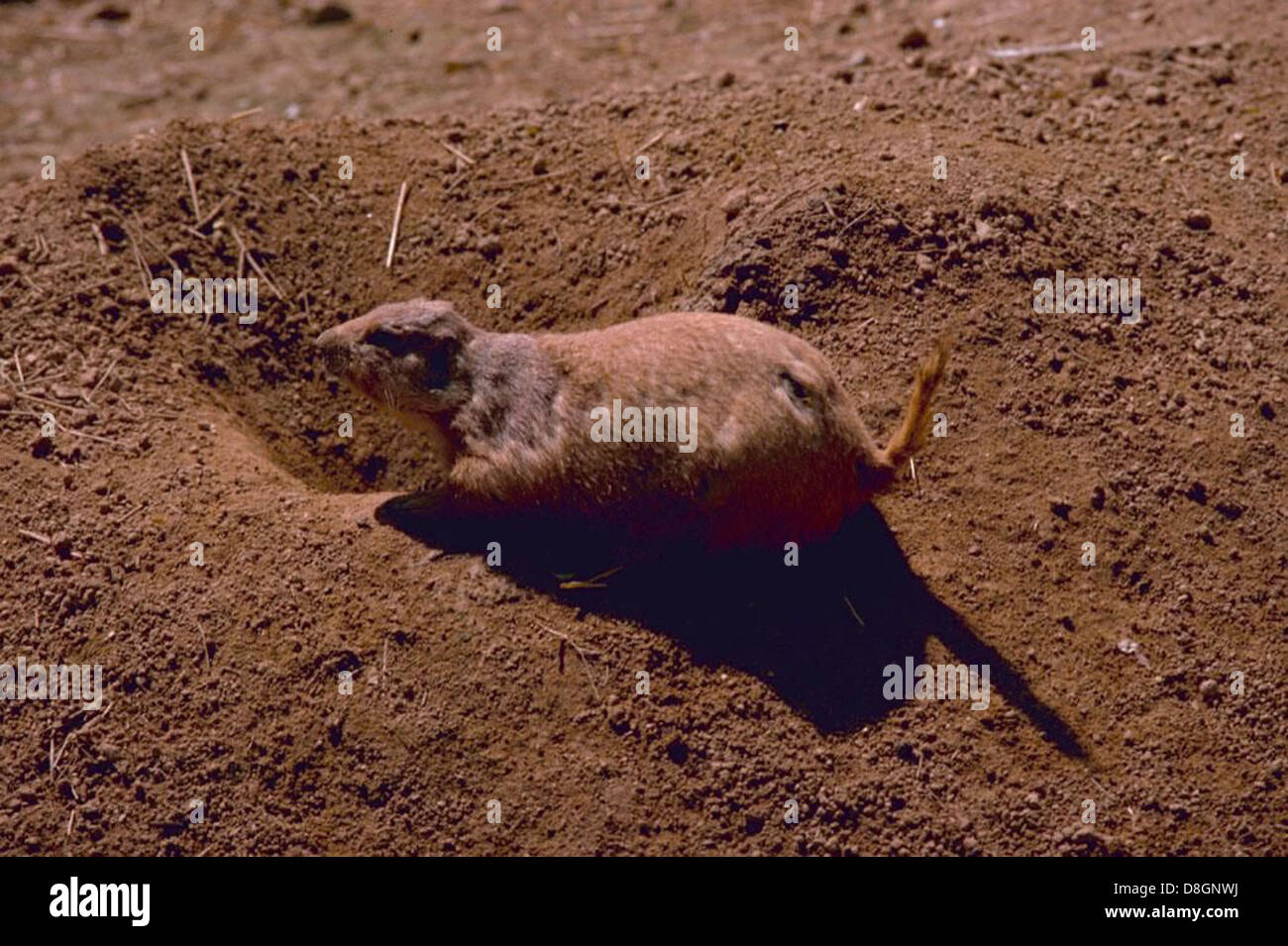 A black-tailed prairie dog stands alert on the ground, showcasing its ...
