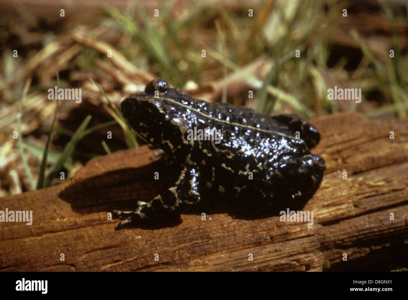 A close-up of a black toad, an amphibian known for its dark-colored ...