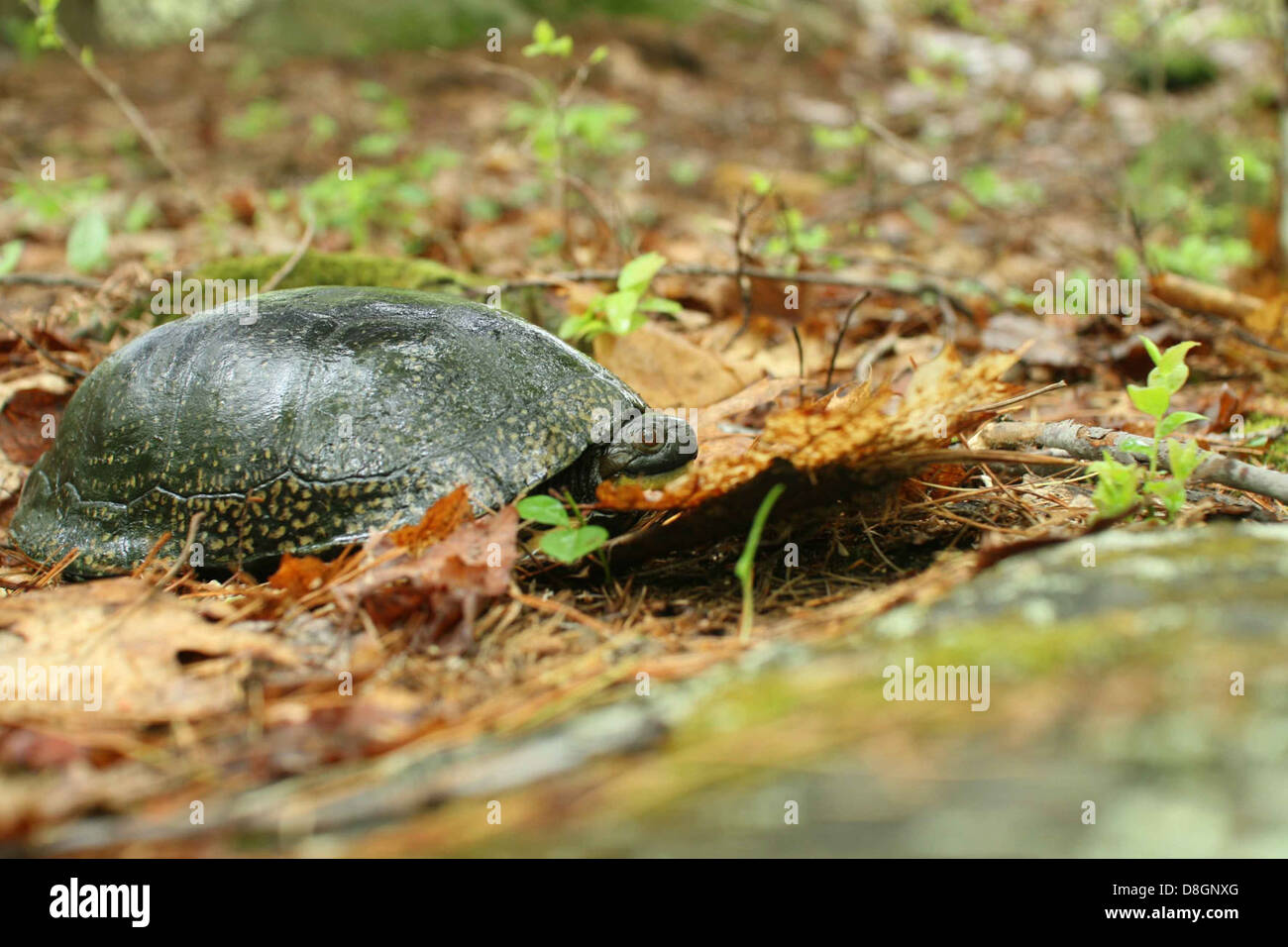A Blanding's turtle (Emydoidea blandingii) moves across the ground in ...