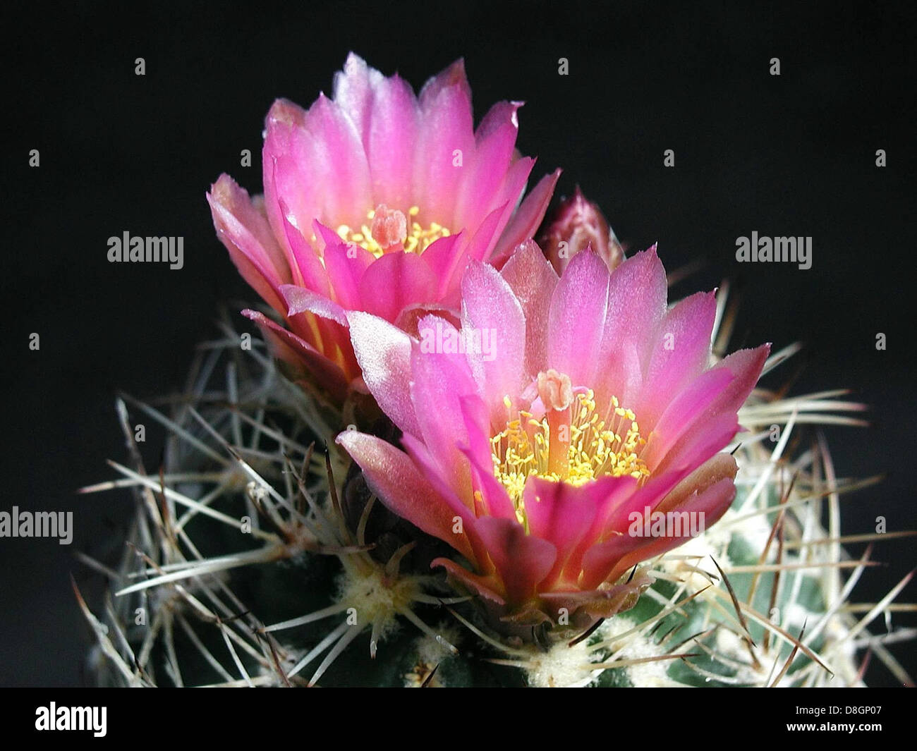 This image shows a blooming cactus, showcasing its vibrant flowers ...