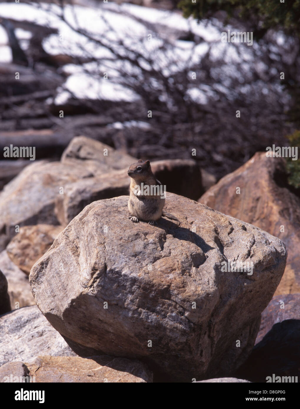 Rodent sitting on a rock, Moraine Lake, Alberta, Canada Stock Photo - Alamy