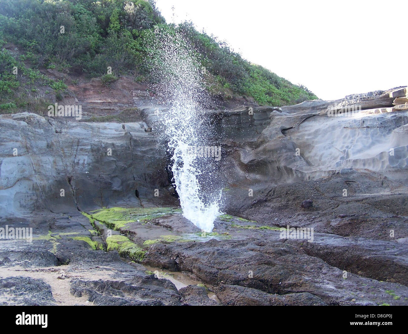The blowhole at Dudley Beach erupts with water, a natural phenomenon ...