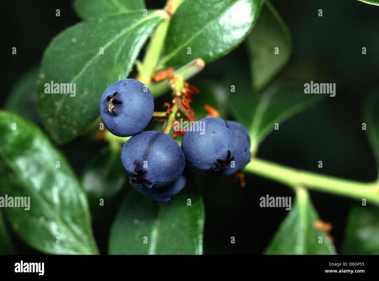Blueberry close up Stock Photo - Alamy