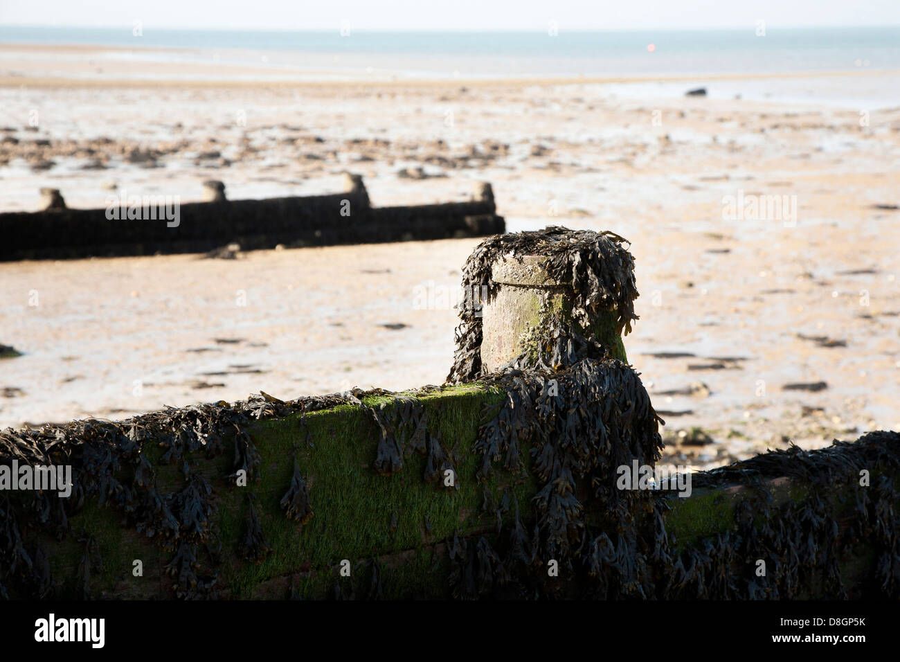 seaweed covered beach groyne with mud flats exposed by tide Whitstable ...