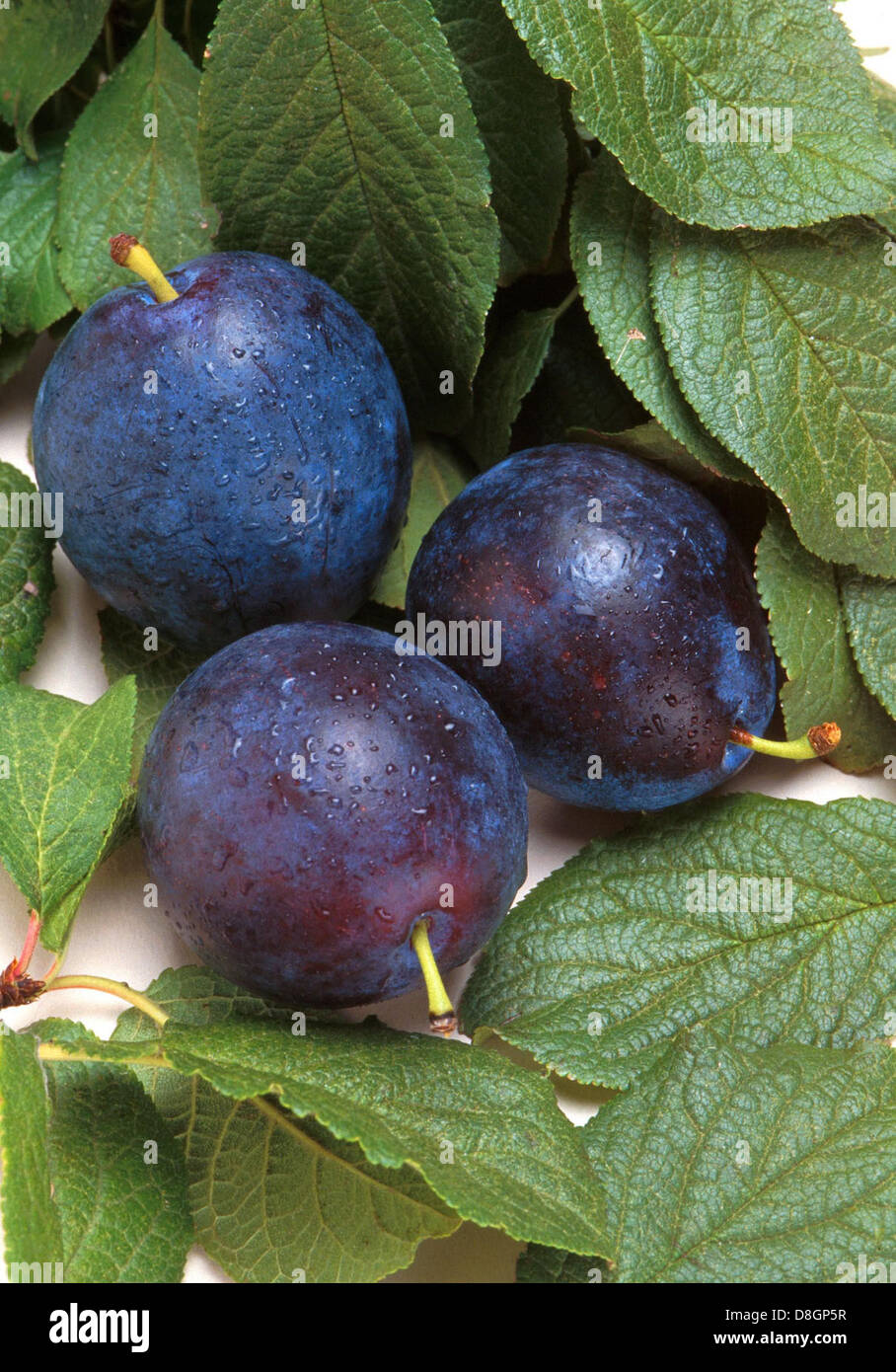 The Bluebyrd plum is depicted in this photo, showcasing its vibrant ...
