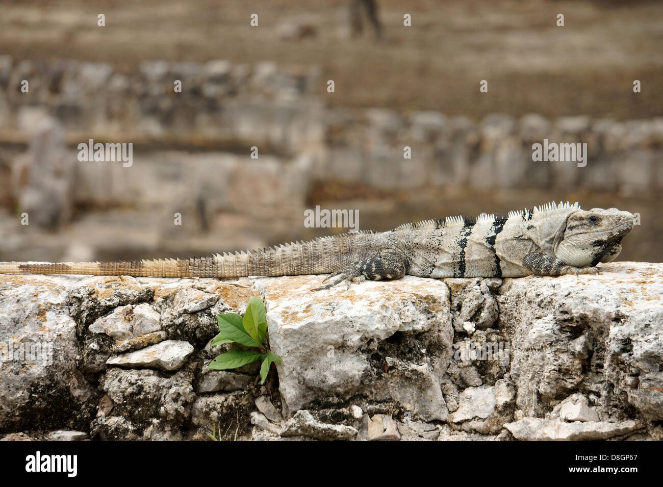 A spiny-tailed iguana (Ctenosaura defensor) sunning itself on a stone ...