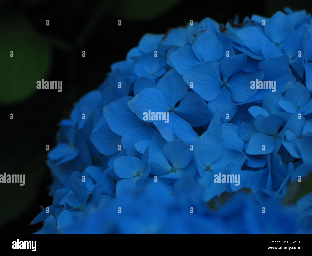 Blue hydrangea flower close up Stock Photo - Alamy