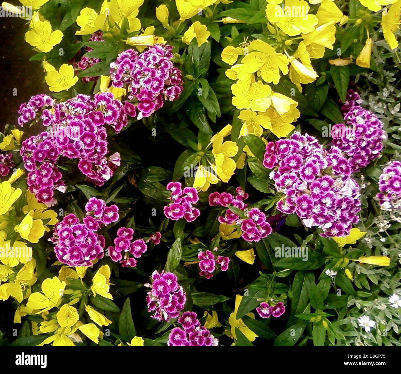 A close-up of a blue-purple Turkish carnation, known for its vibrant ...
