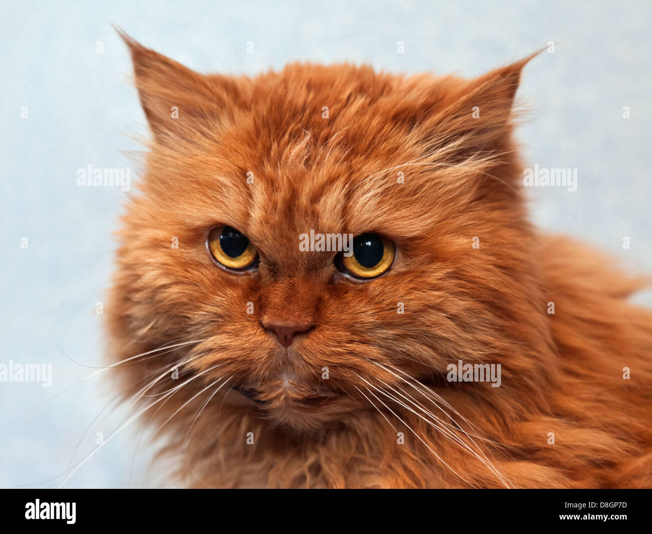 Colo one animal hi-res stock photography and images - Alamy