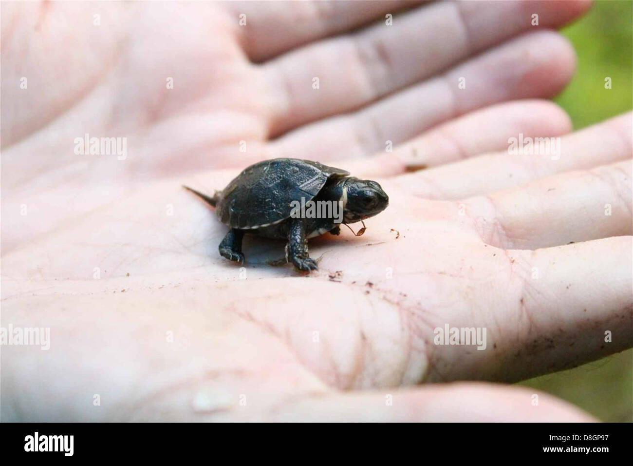 A close-up of a Bog Turtle (Glyptemys muhlenbergii), a small and ...