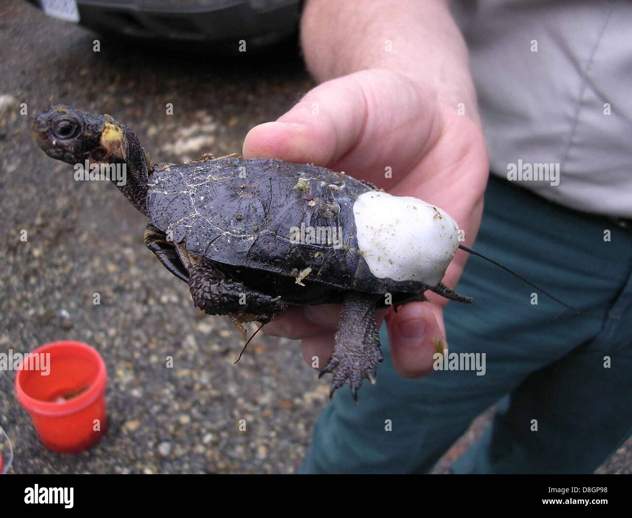 The bog turtle (Clemmys muhlenbergii) is equipped with a radio ...