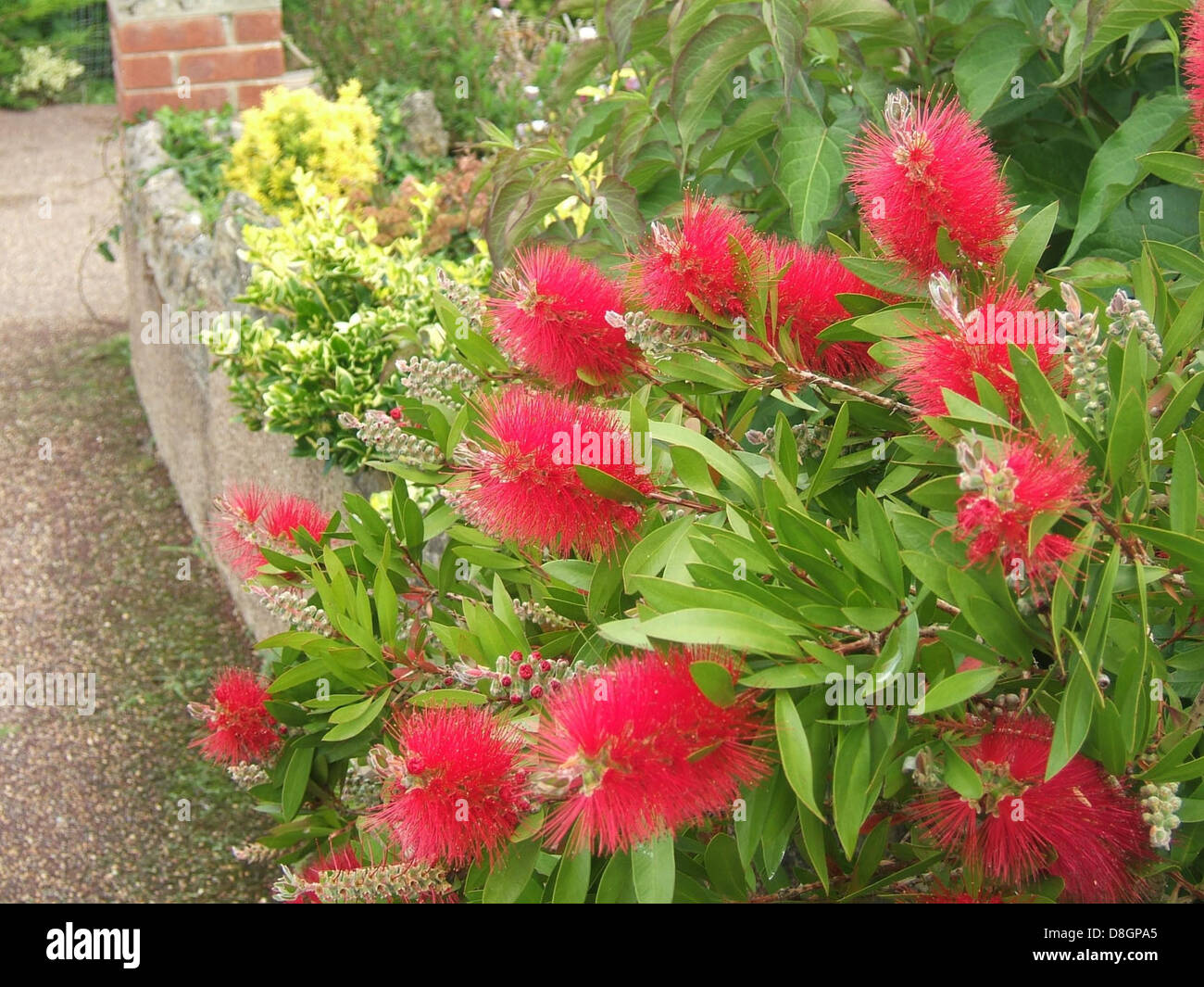 The bottlebrush plant, known for its unique flower clusters resembling ...