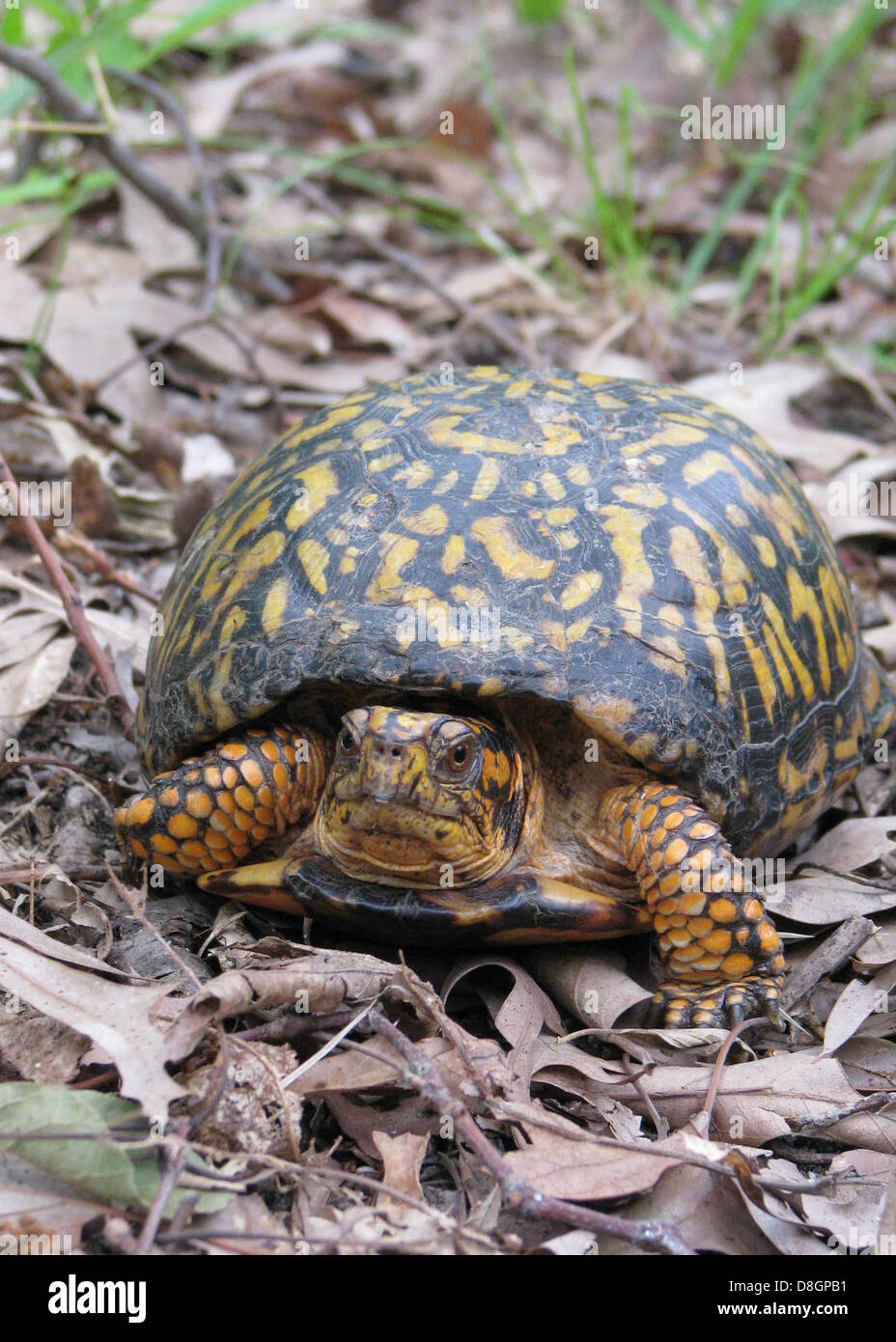A box turtle (Terrapene) posing in a natural environment, showcasing ...