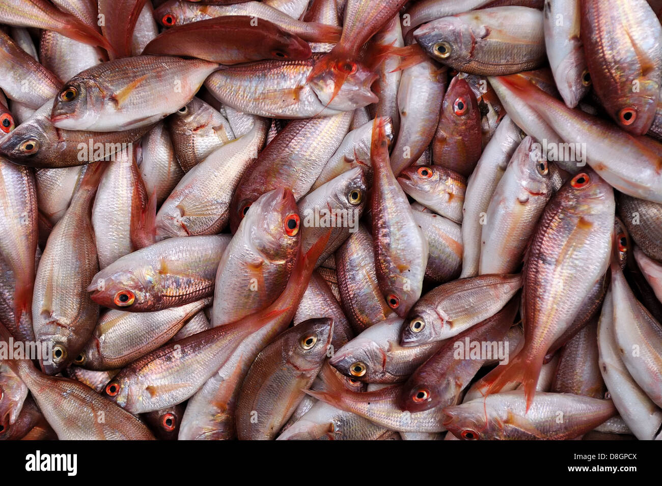 Fresh red sea bream fish background Stock Photo - Alamy