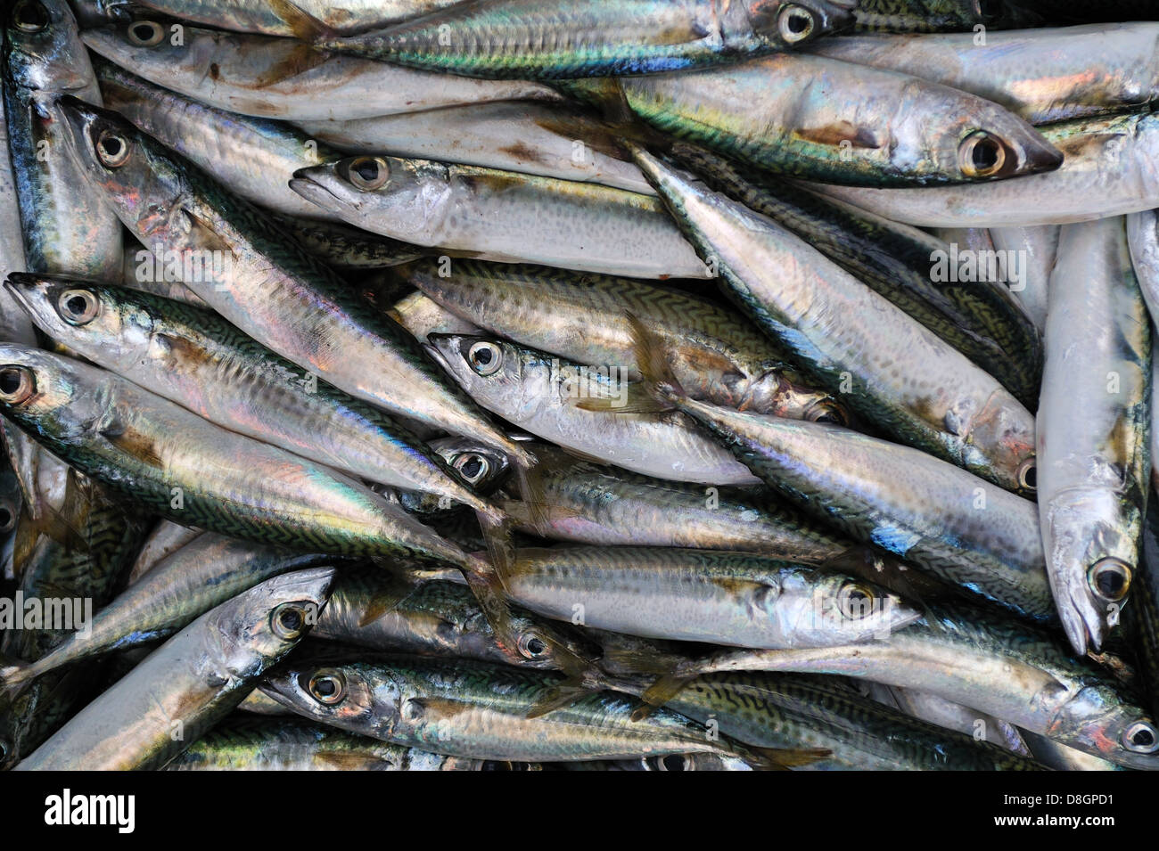 Fresh bluefin tuna fish background Stock Photo - Alamy